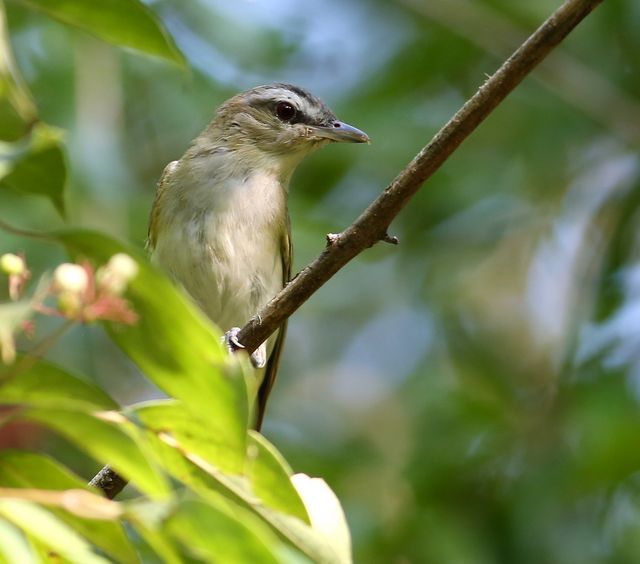 Red-eyed Vireo