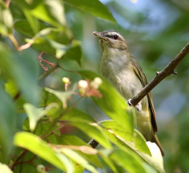 Red-eyed Vireo