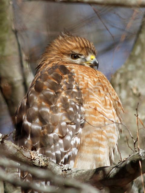 Red-shouldered Hawk