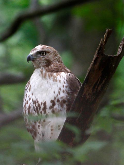 Red-tailed Hawk