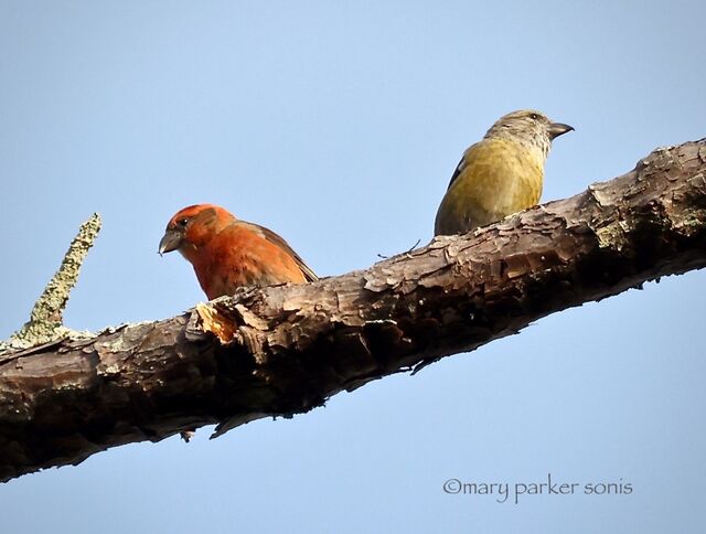 Red Crossbill