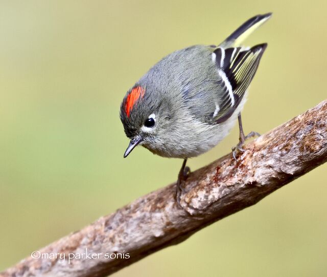 Ruby-crowned Kinglet