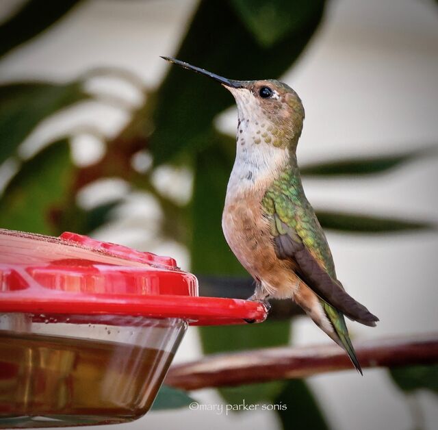 Rufous Hummingbird