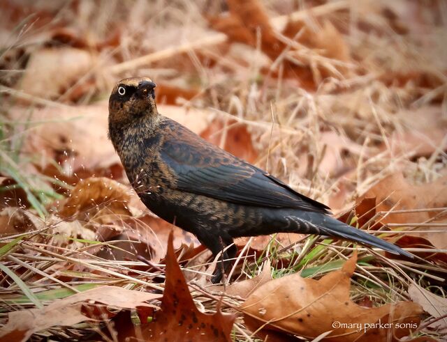 Rusty Blackbird