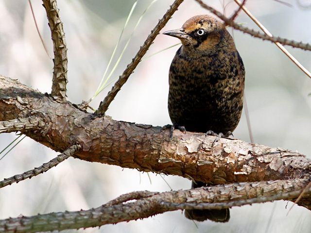 Rusty Blackbird