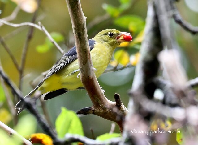 Scarlet Tanager