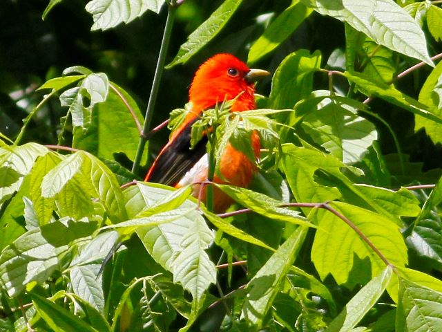 Scarlet Tanager