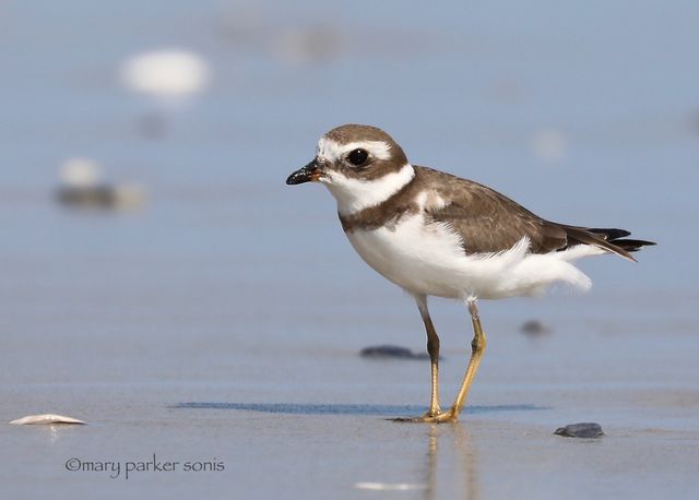 Semipalmated Plover