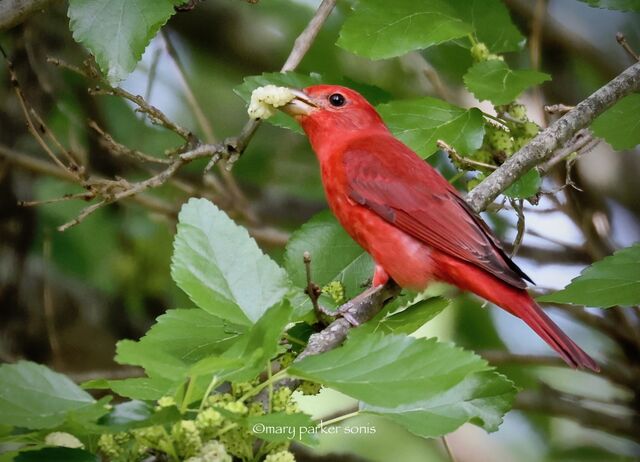 Summer Tanager