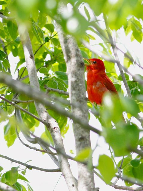 Summer Tanager