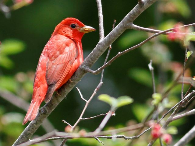 Summer Tanager