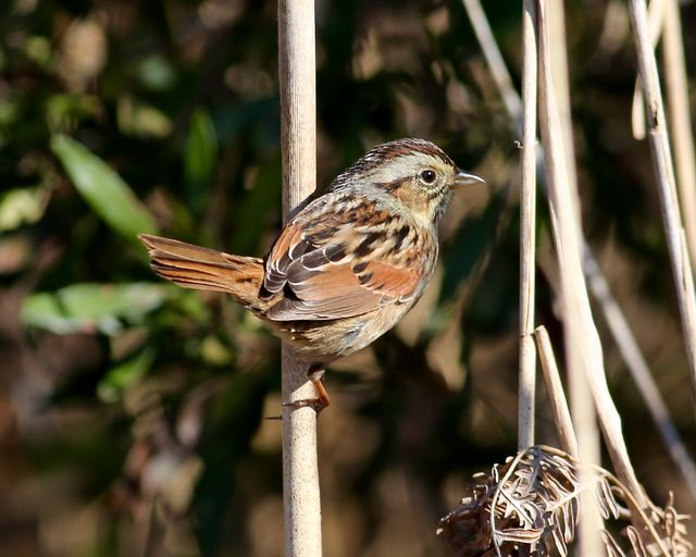 Swamp Sparrow