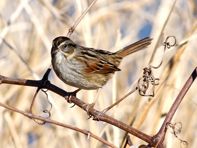 Swamp Sparrow