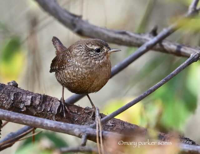Winter Wren