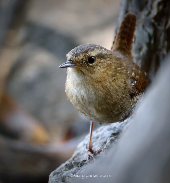 Winter Wren