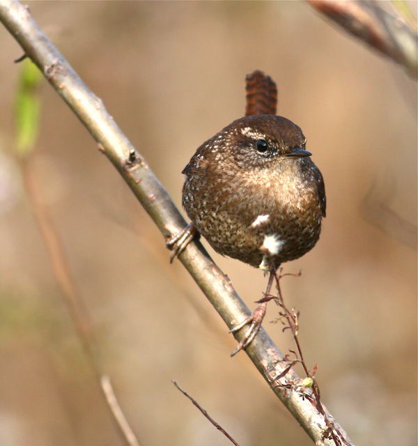 Winter Wren