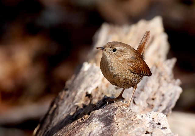 Winter Wren