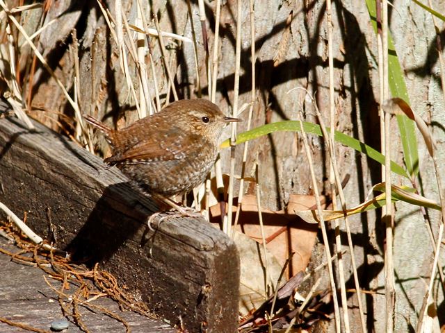 Winter Wren