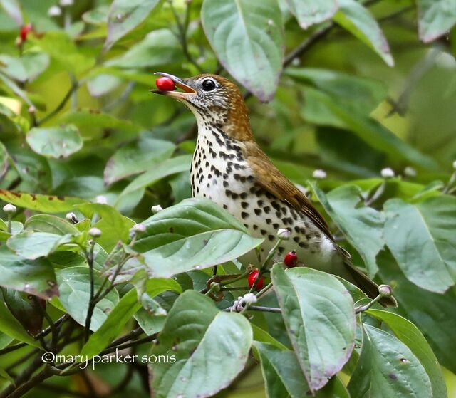 Wood Thrush