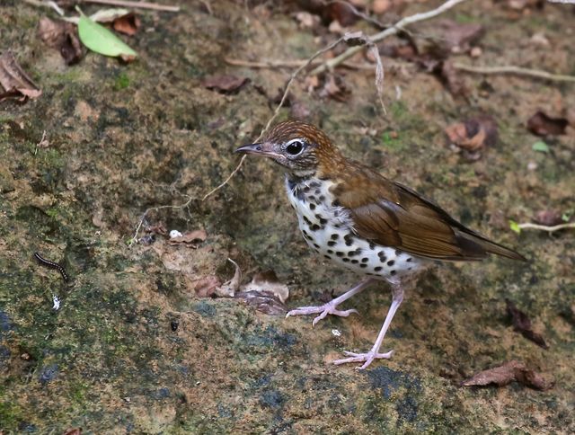 Wood Thrush