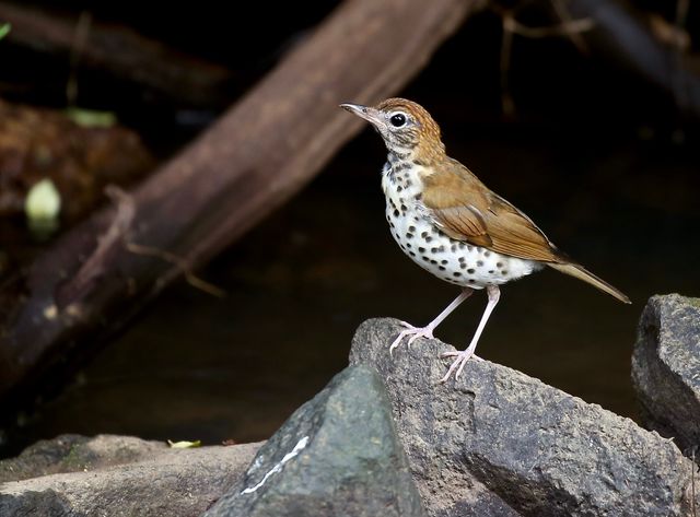 Wood Thrush