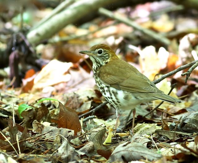 Wood Thrush