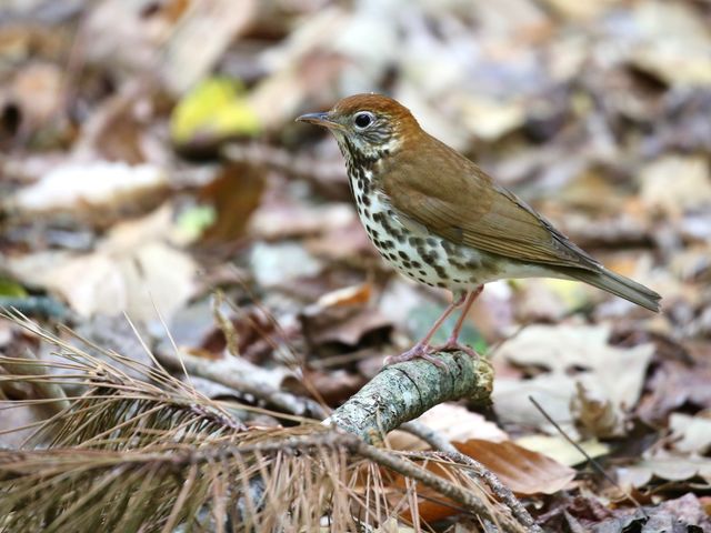 Wood Thrush