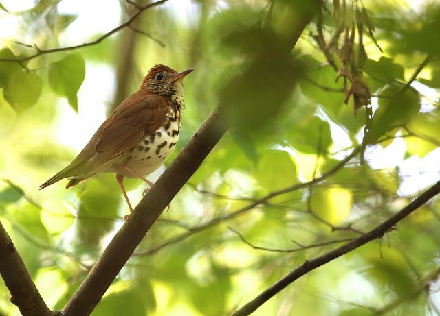 Wood Thrush