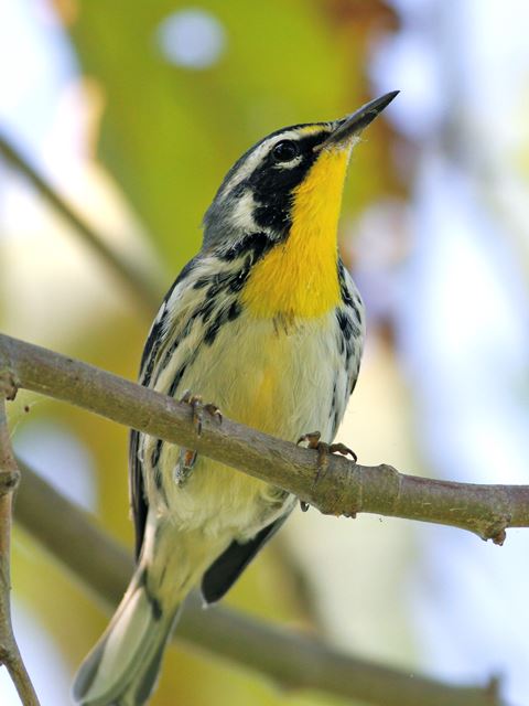 Yellow-throated Warbler