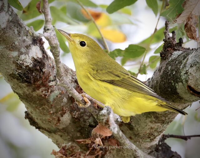 Yellow Warbler