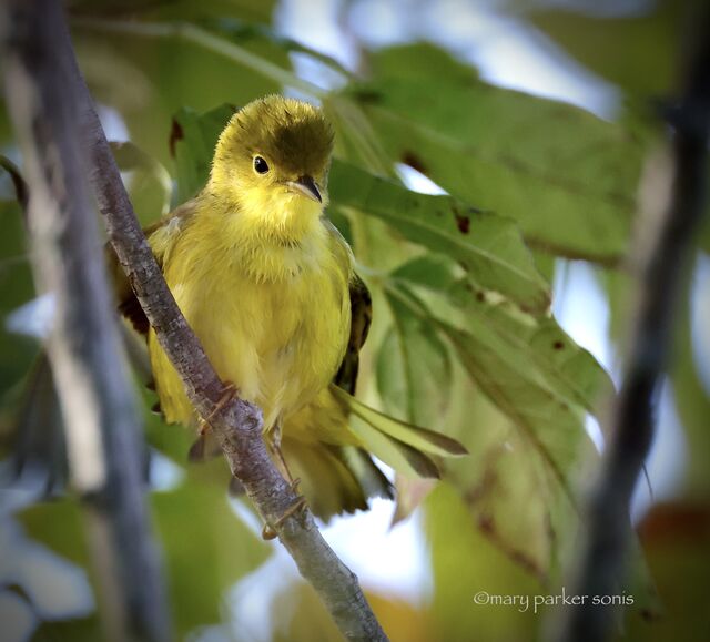Yellow Warbler