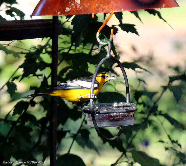 Bullock's Oriole
