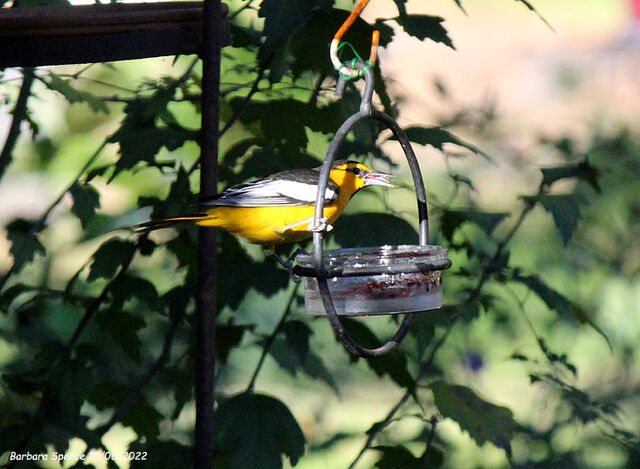 Bullock's Oriole