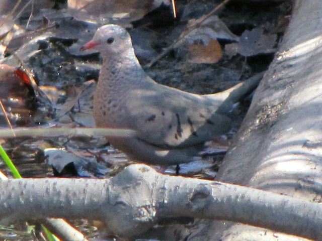 Common Ground-Dove