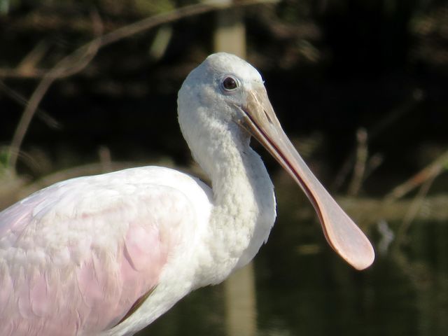 Roseate Spoonbill