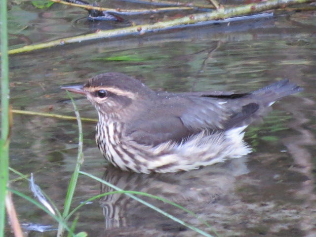 Northern Waterthrush