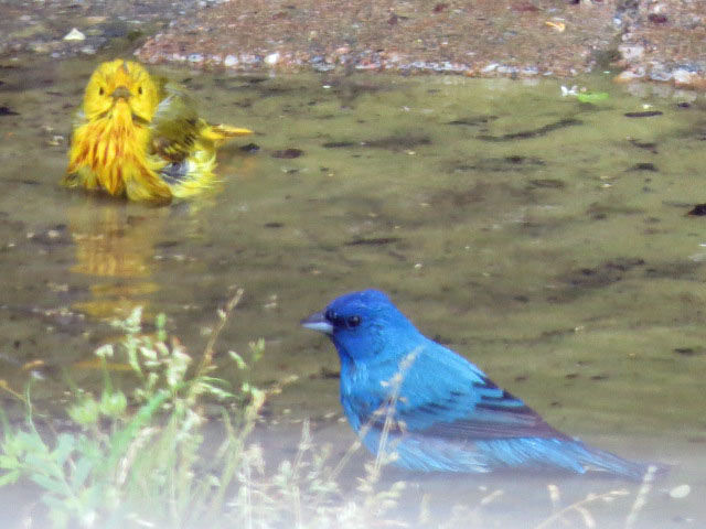 Yellow Warbler and Indigo Bunting