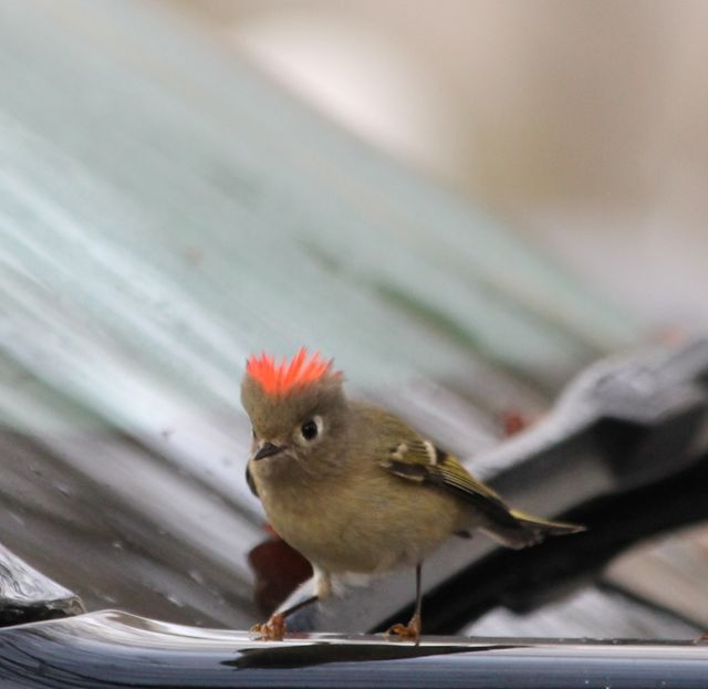 Ruby-crowned Kinglet