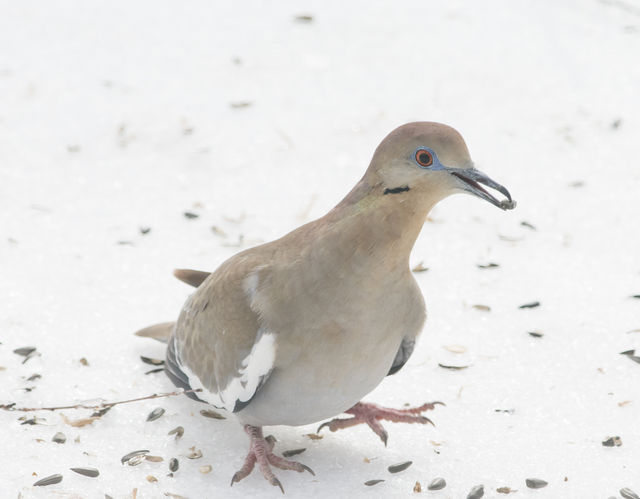 White-winged Dove
