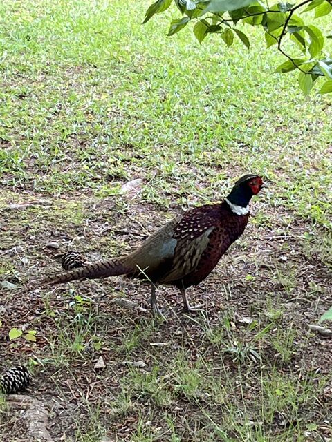 Ring-necked Pheasant