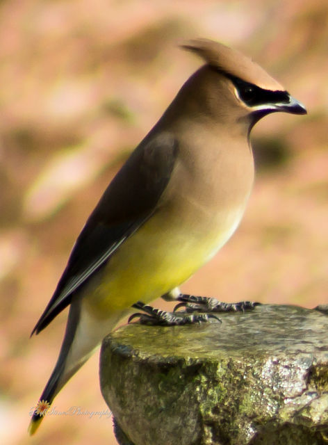 Cedar Waxwing