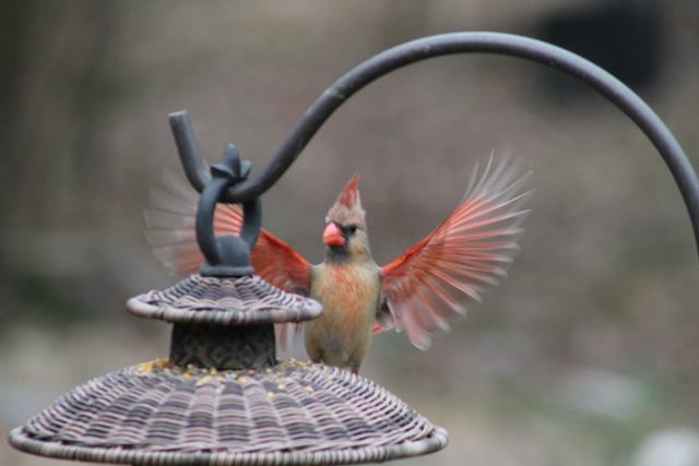 Northern Cardinal