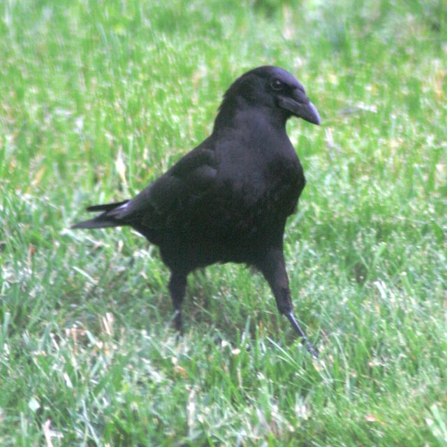 American Crow