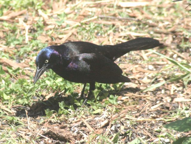 Common Grackle