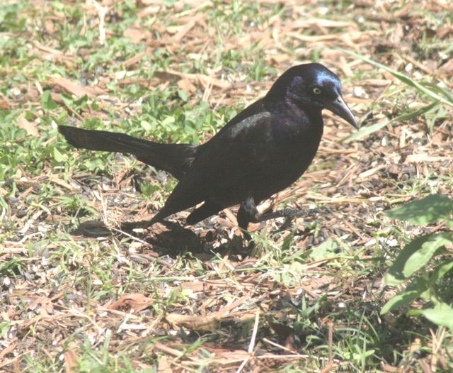 Common Grackle
