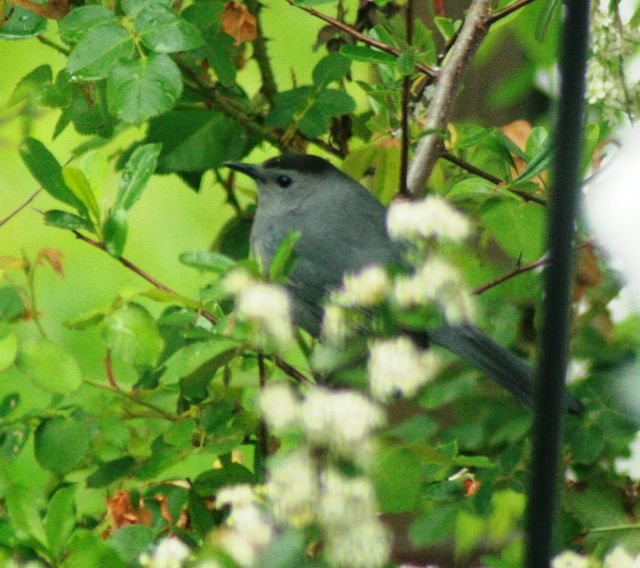 Gray Catbird