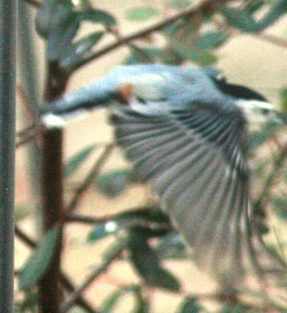 White-breasted Nuthatch