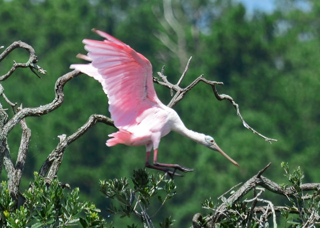 Roseate Spoonbill