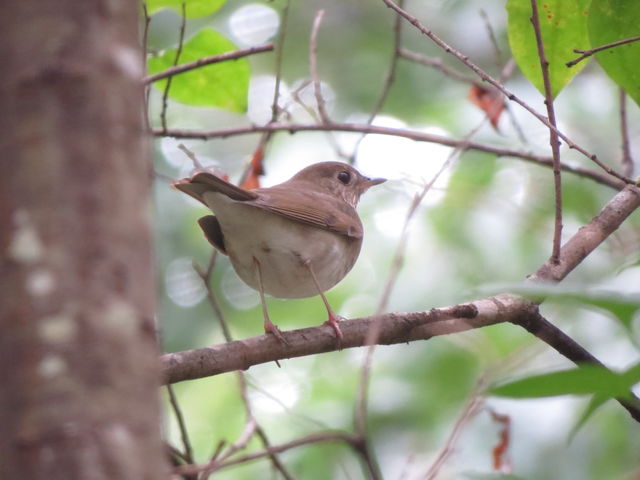 Gray-cheeked Thrush