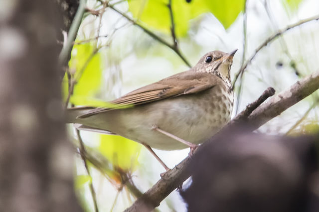 Gray-cheeked Thrush